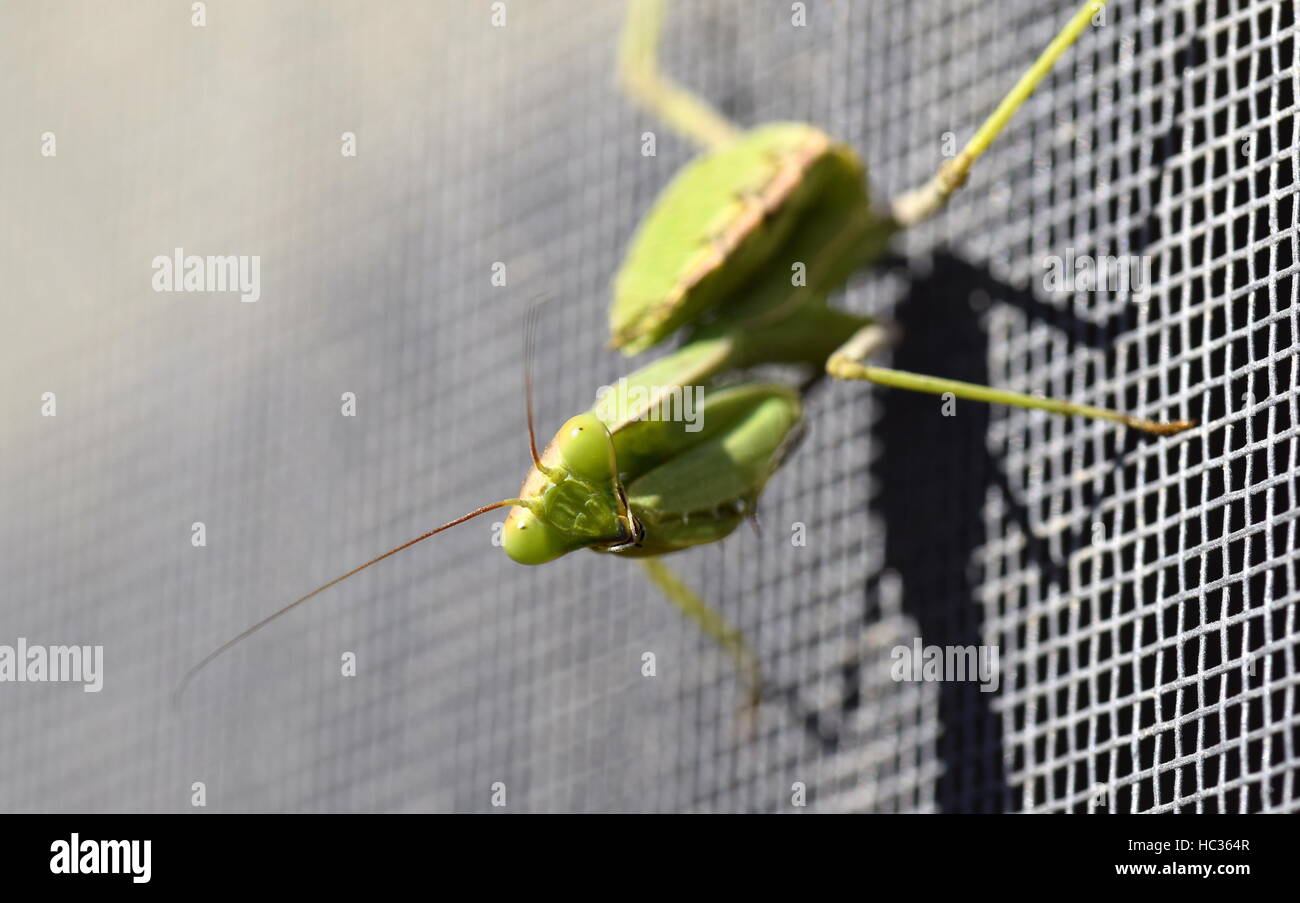 Praying insect hi-res stock photography and images - Alamy