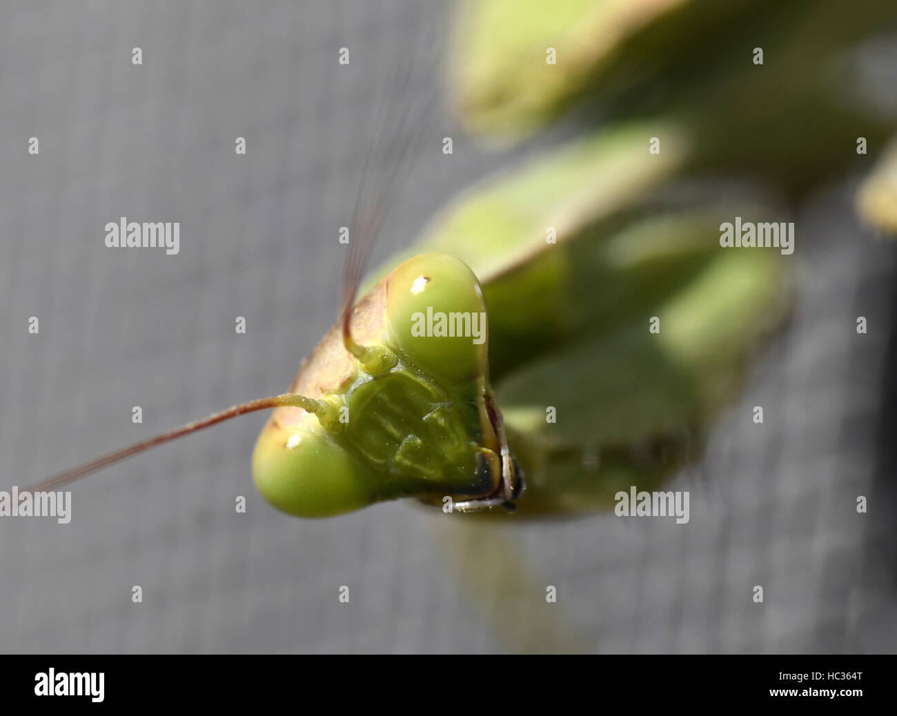 Mantis Head macro Stock Photo - Alamy