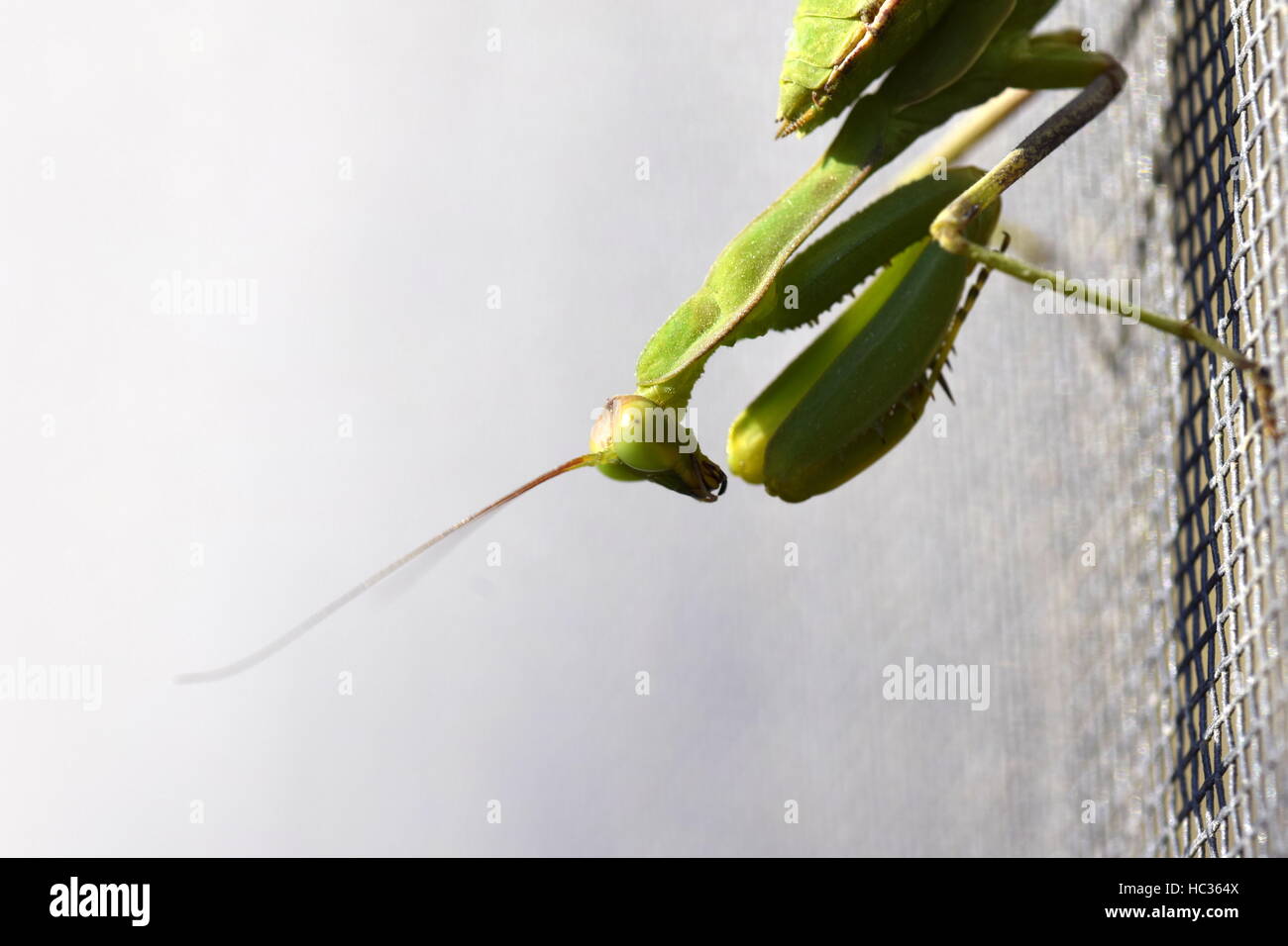 Praying insect hi-res stock photography and images - Alamy
