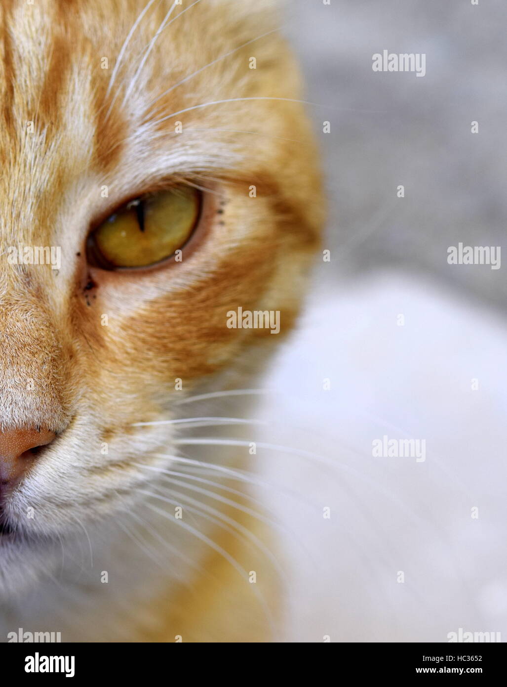 Cat head with eyes right half head Stock Photo - Alamy