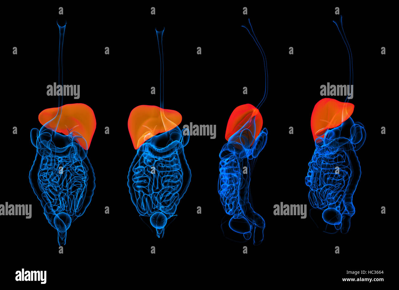 3d rendering human digestive system liver red colored Stock Photo - Alamy