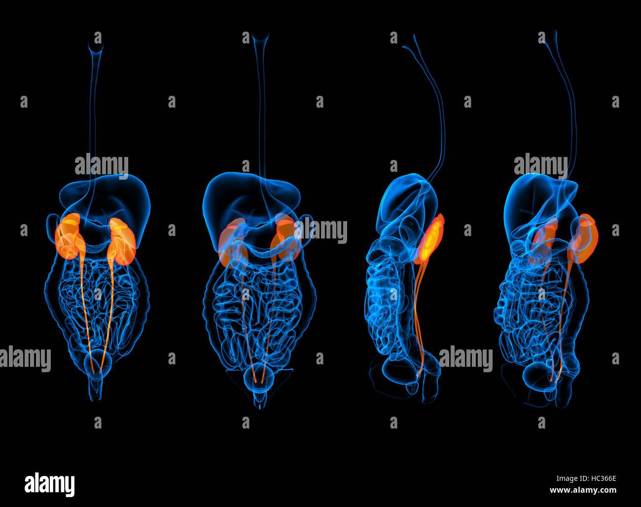 3d rendering human digestive system kidney red colored Stock Photo - Alamy