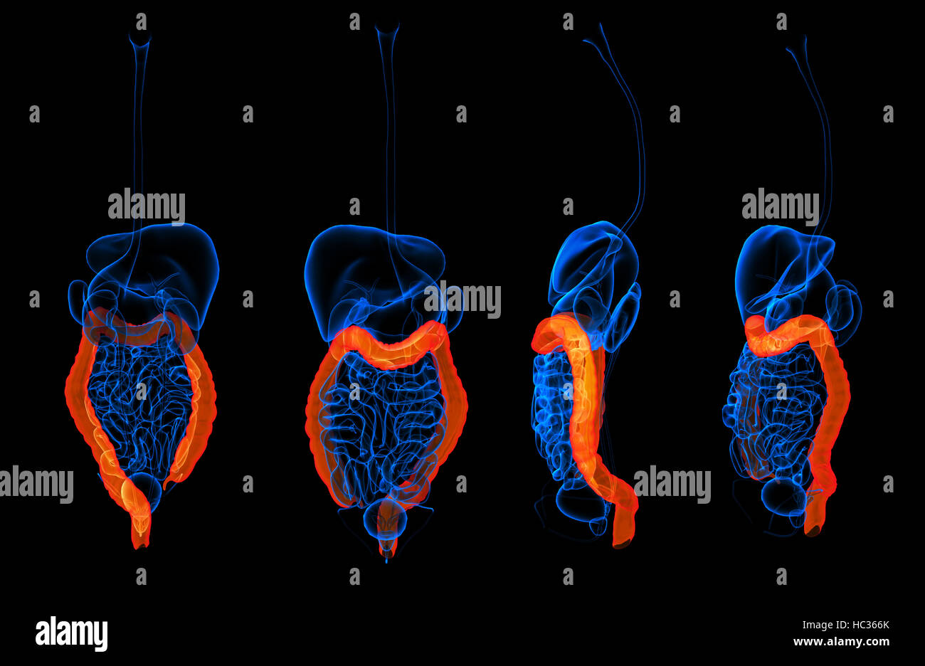 3d rendering human digestive system large intestine red colored Stock ...