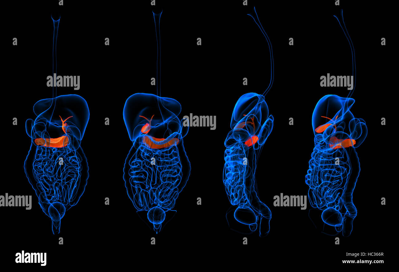 3d rendering human digestive system pancreas red colored Stock Photo ...