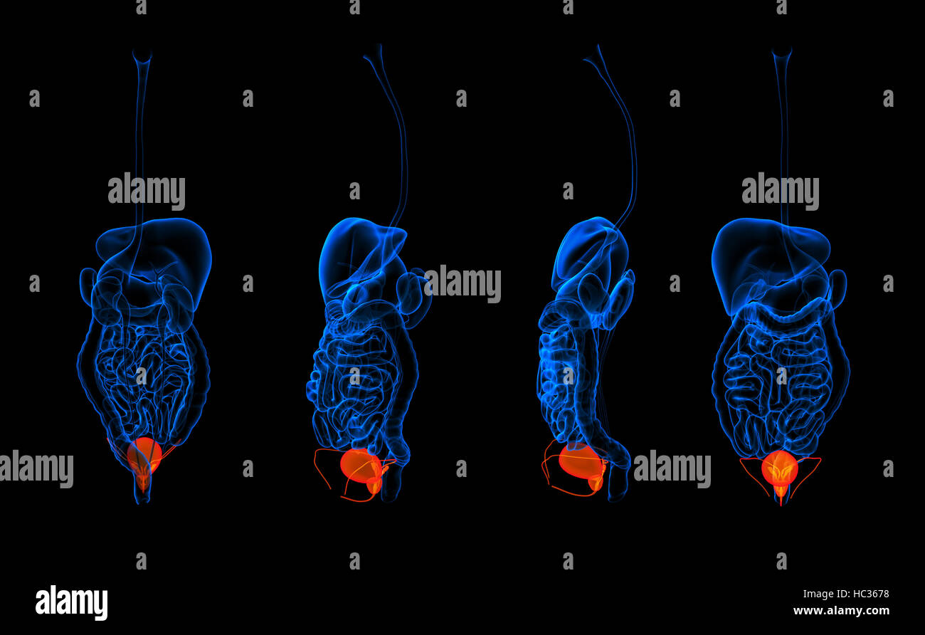 Urethra hi-res stock photography and images - Alamy