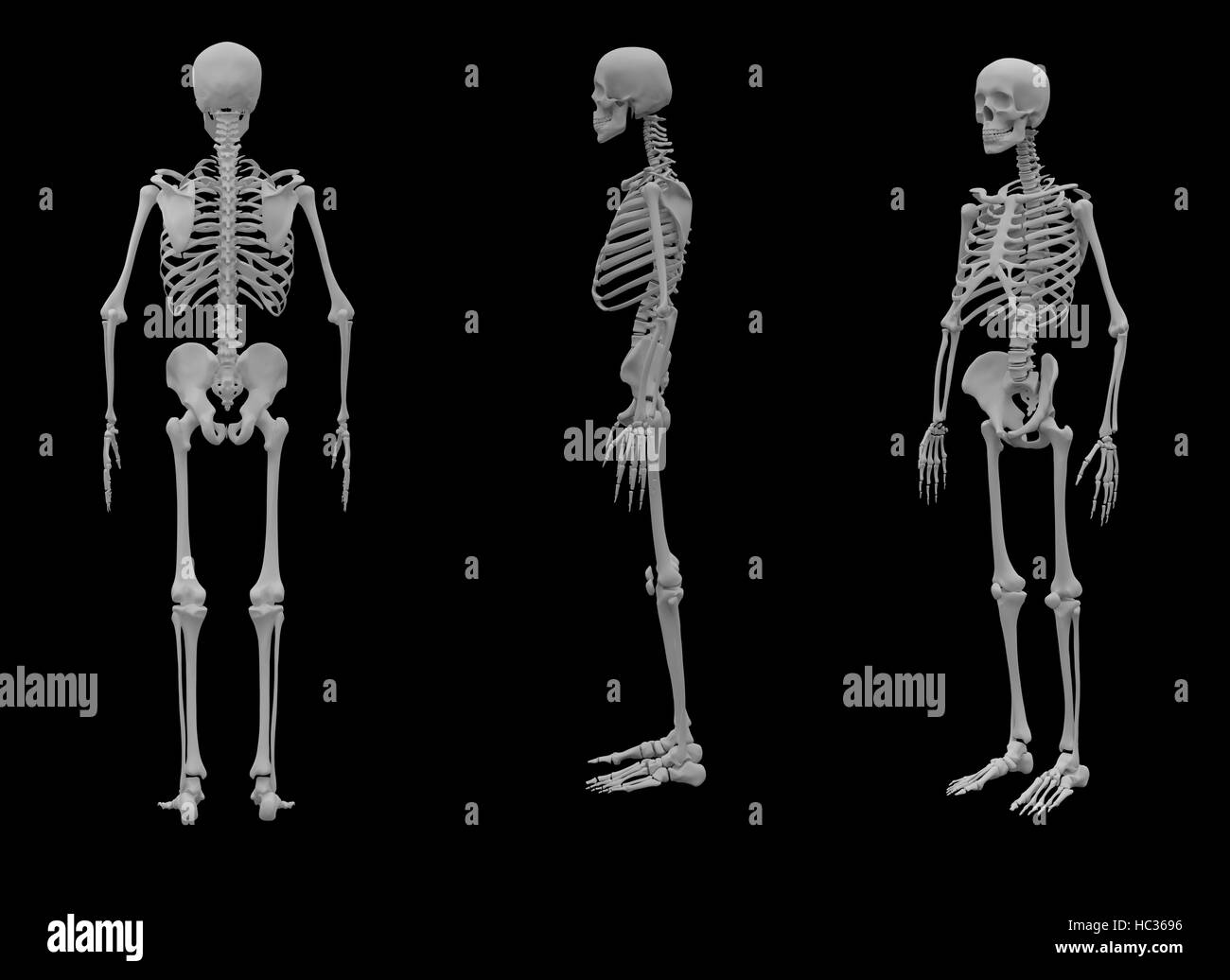 Chest bones hi-res stock photography and images - Alamy