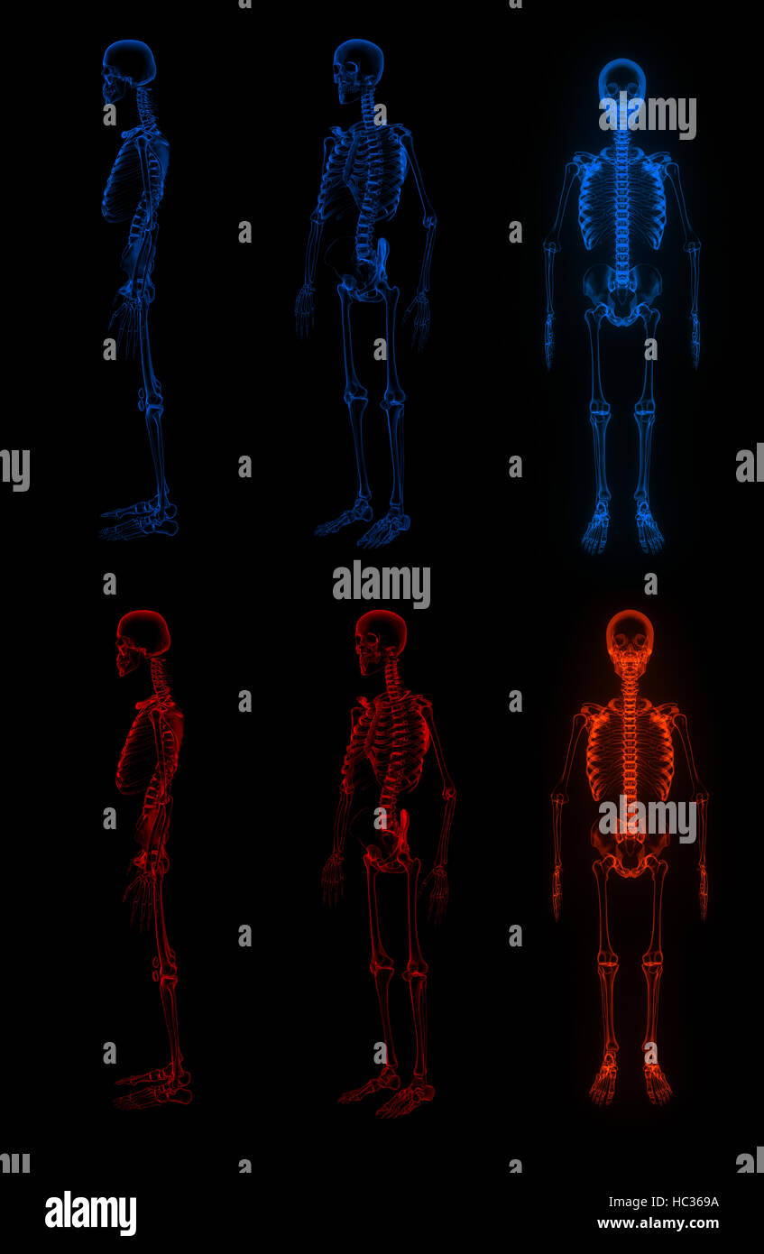 3d rendered Skeleton on black background Stock Photo - Alamy