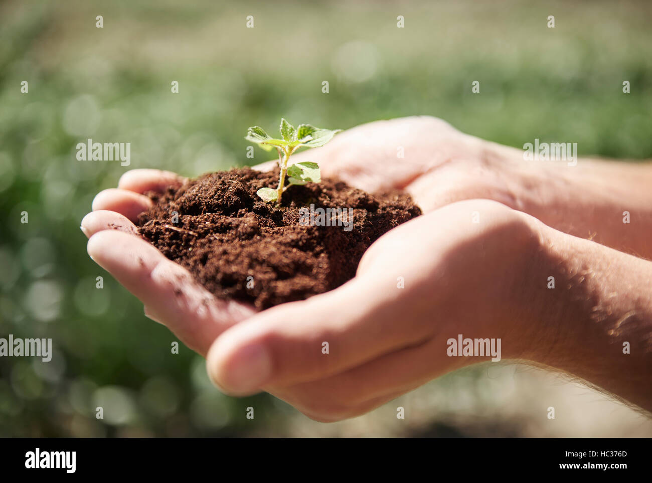 Nurturing touch of man hands Stock Photo - Alamy