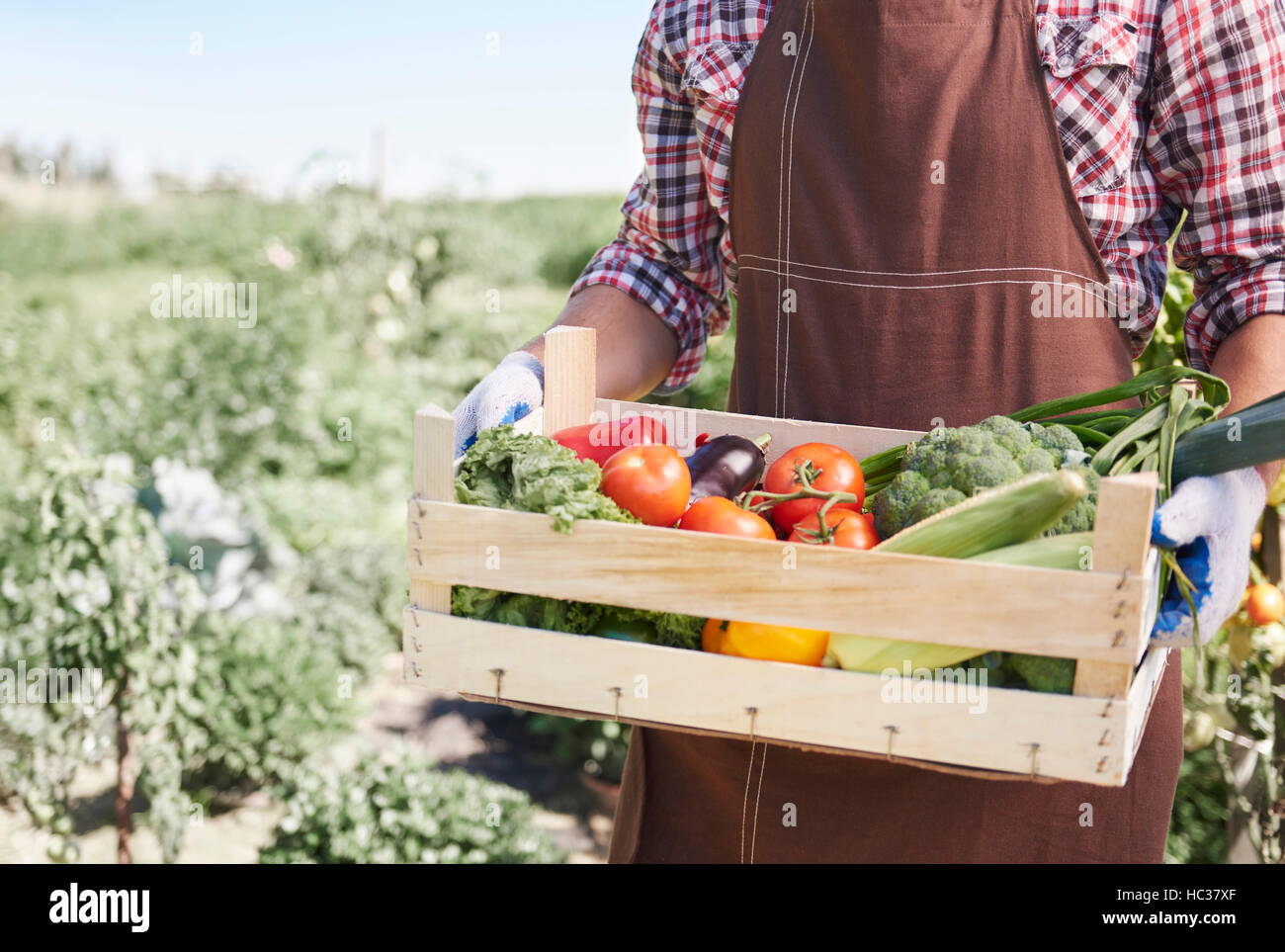 Farmer is carrying crate full of vegetables Stock Photo - Alamy
