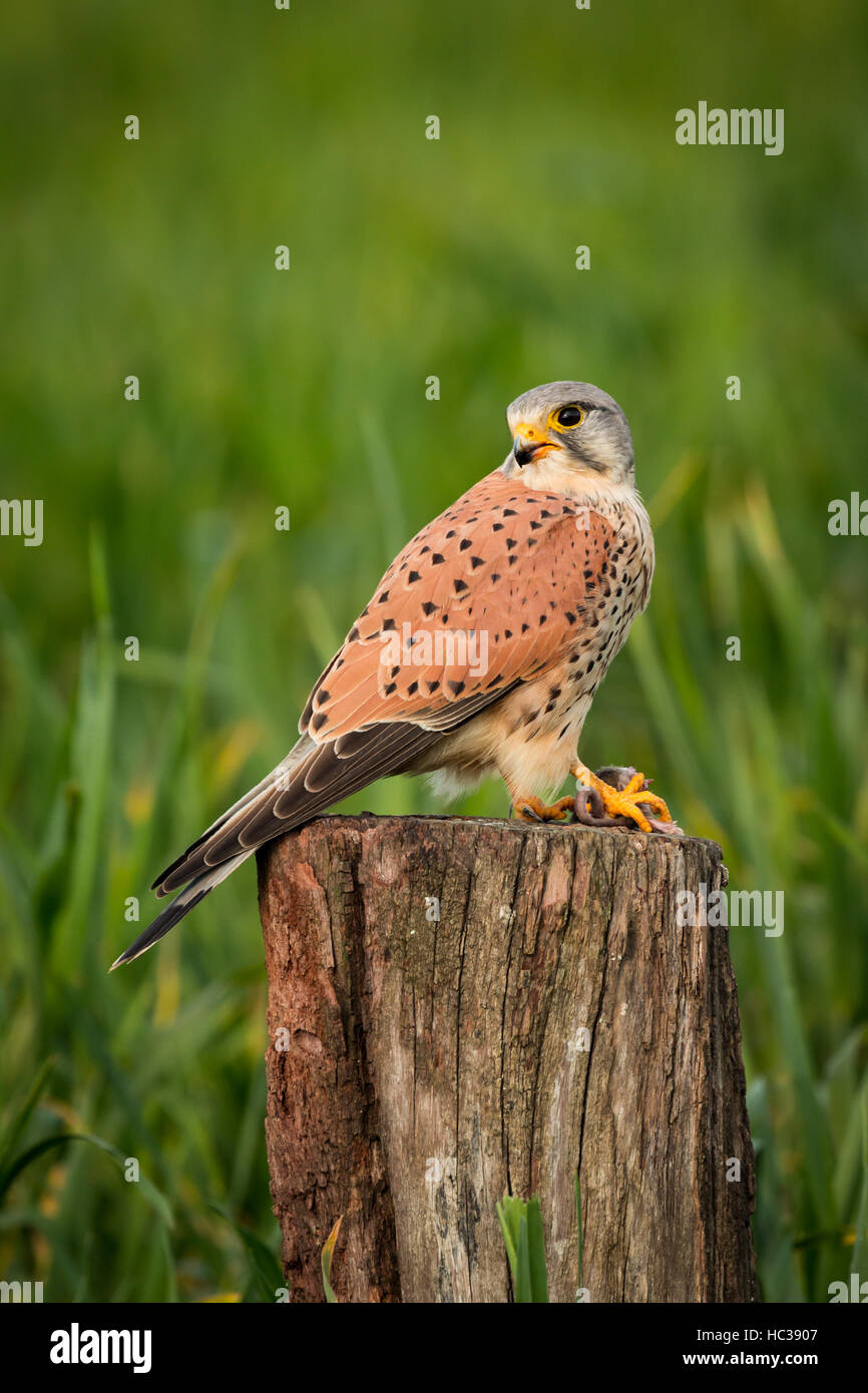 Beautiful bird of prey on a trunk with a natural green background Stock ...