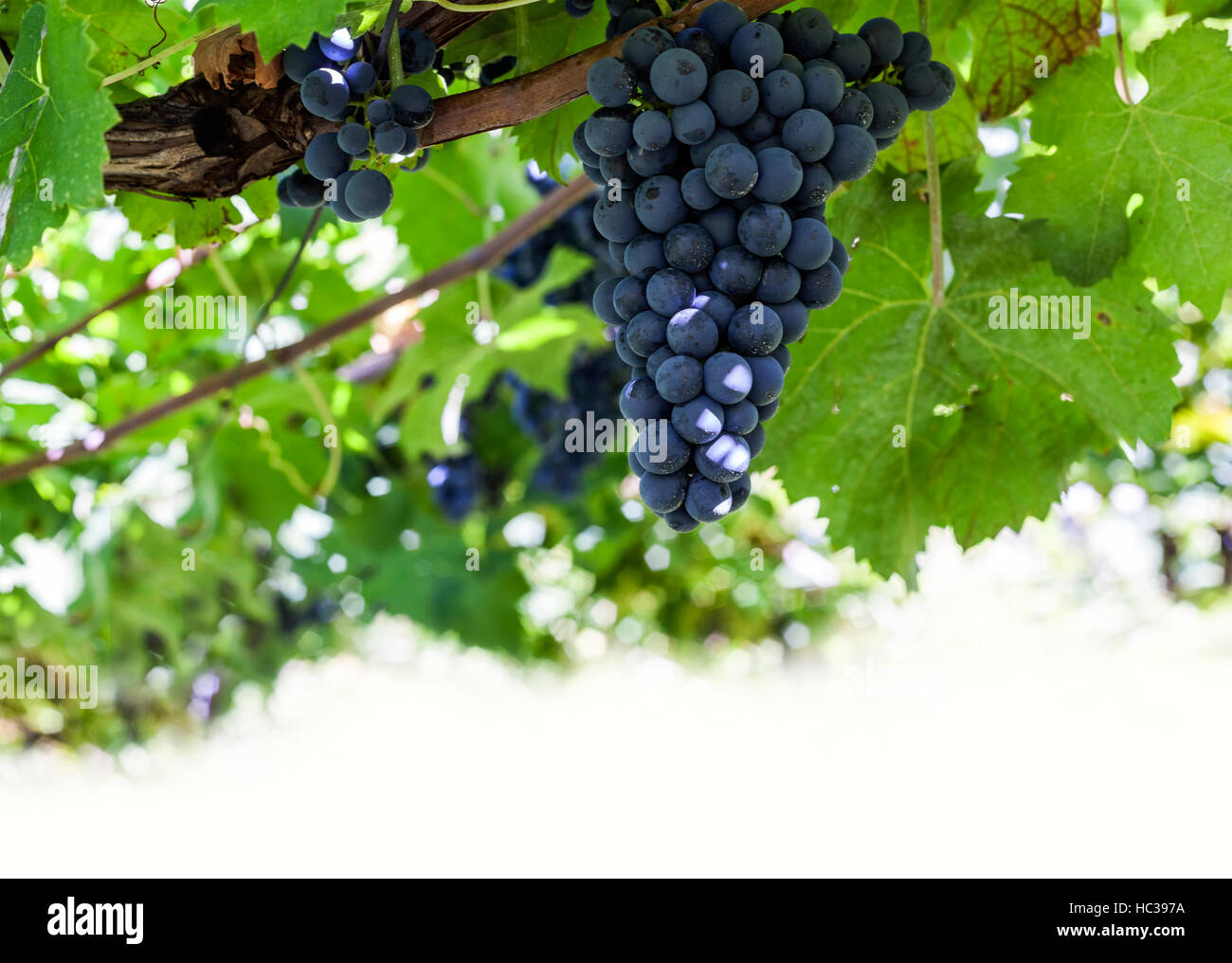 Blue vine grapes grapes hi-res stock photography and images - Alamy