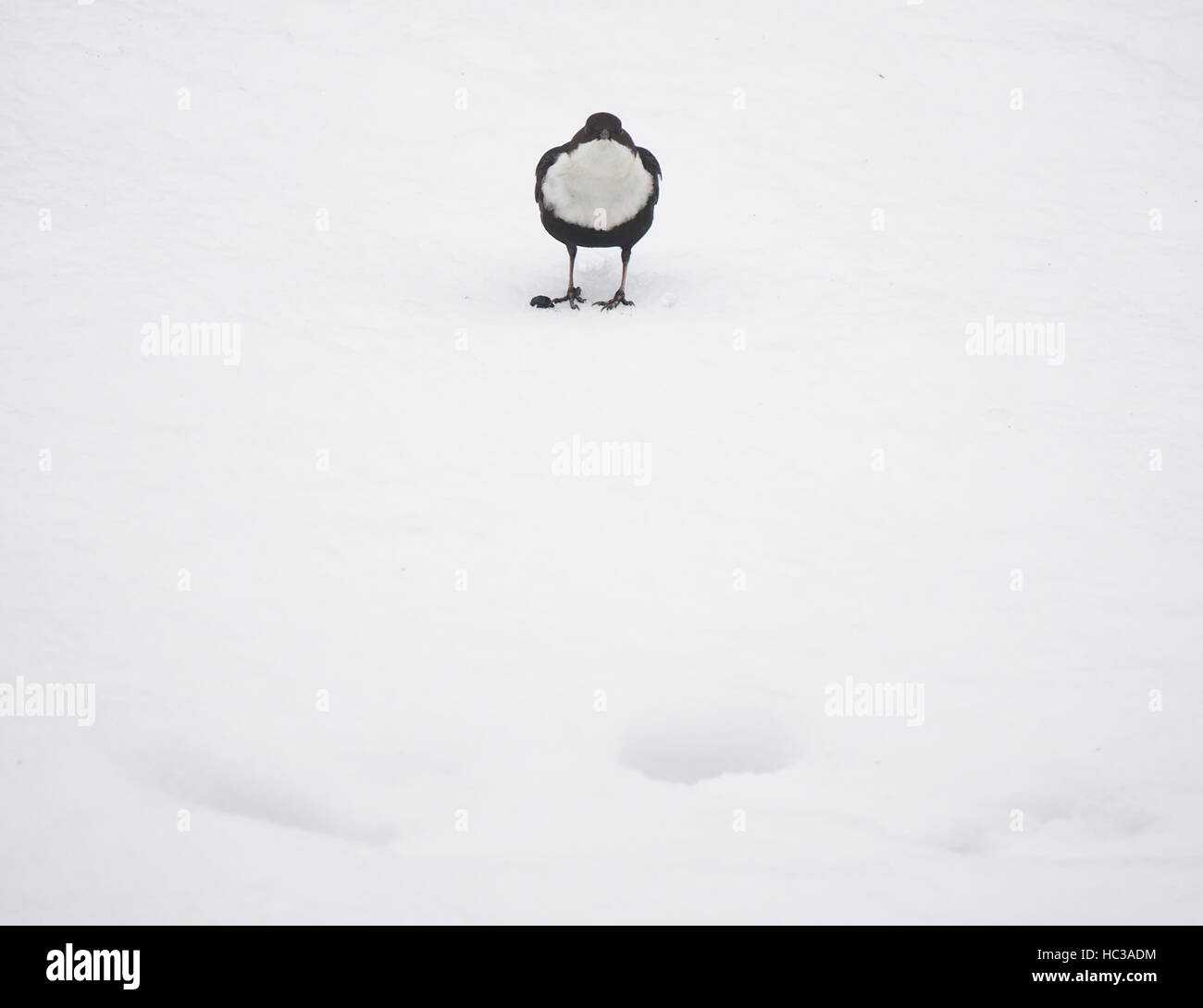 Dipper on the river in winter Stock Photo - Alamy