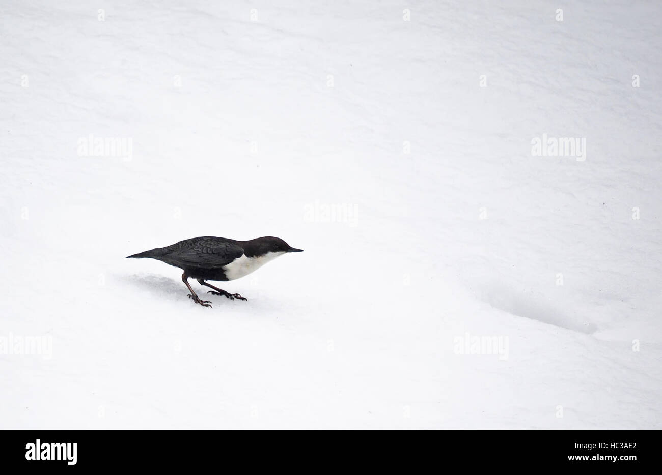 Dipper on the river in winter Stock Photo - Alamy