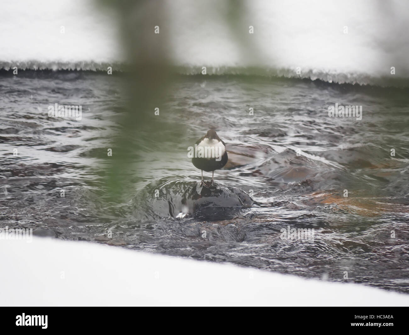 Dipper on the river in winter Stock Photo - Alamy