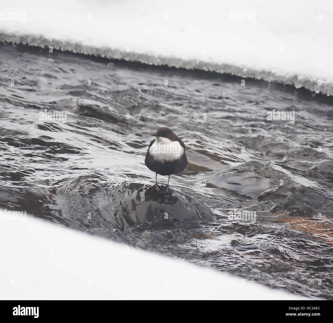 Dipper on the river in winter Stock Photo - Alamy