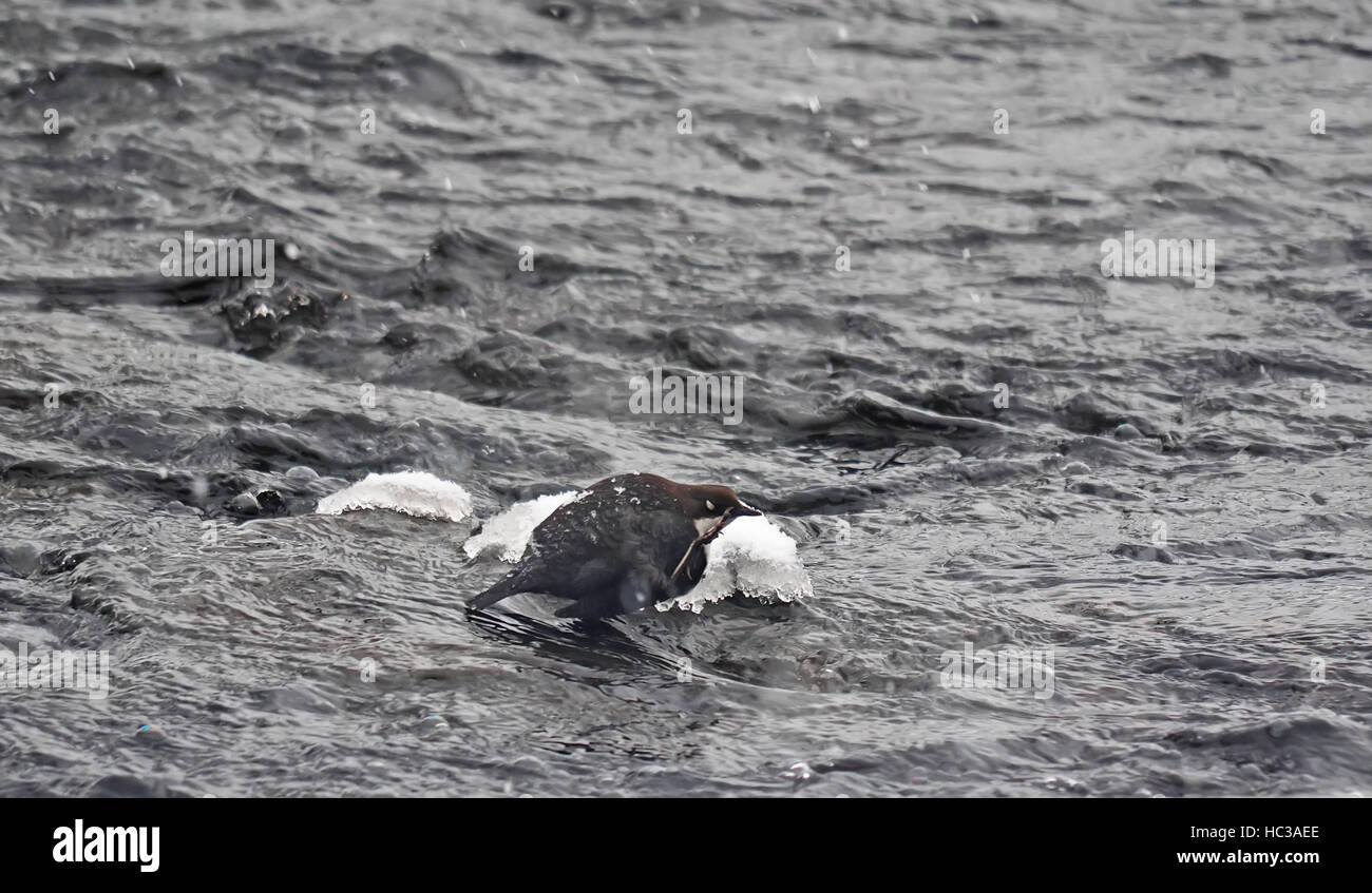Dipper on the river in winter Stock Photo - Alamy