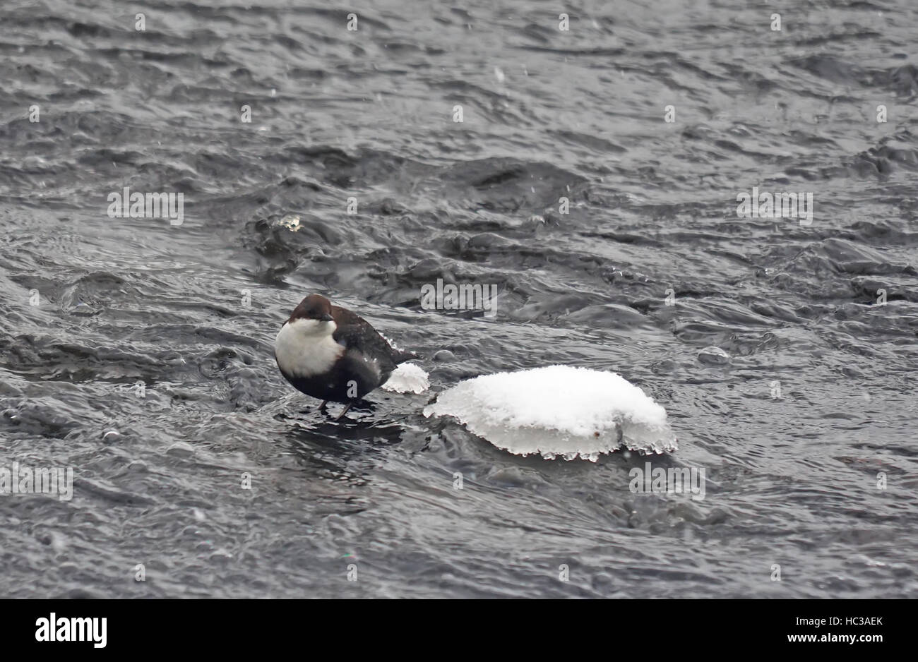 Dipper on the river in winter Stock Photo - Alamy