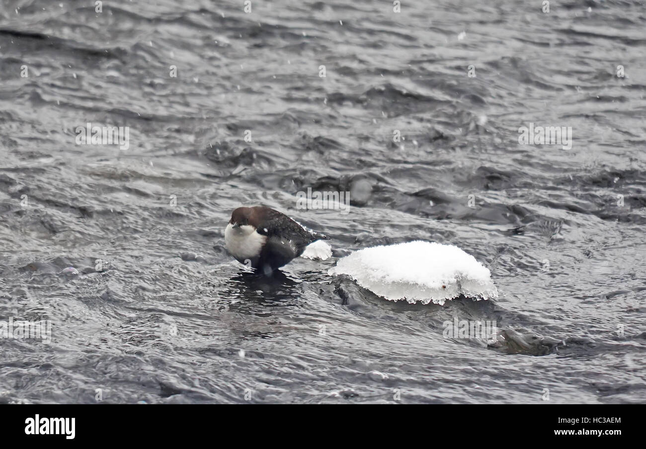 Dipper on the river in winter Stock Photo - Alamy