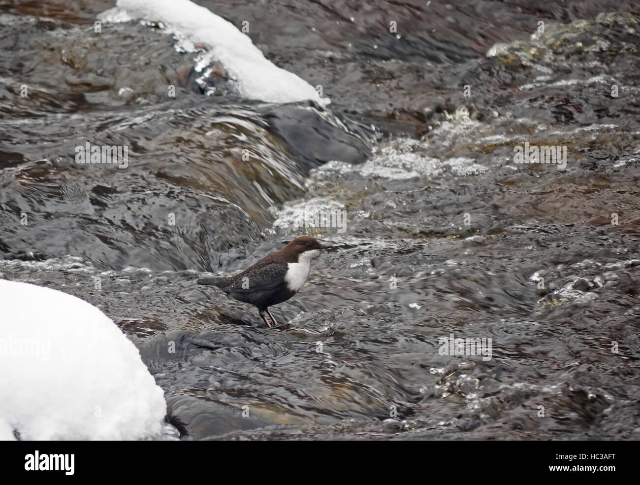 Dipper on the river in winter Stock Photo - Alamy