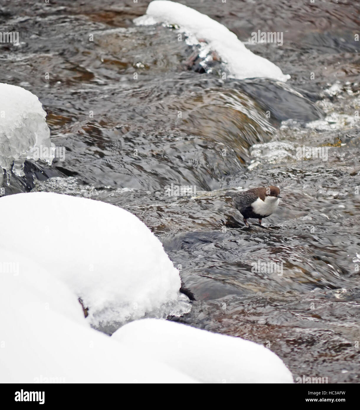 Dipper on the river in winter Stock Photo - Alamy
