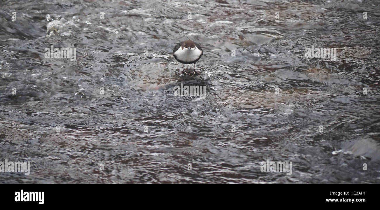 Dipper on the river in winter Stock Photo - Alamy