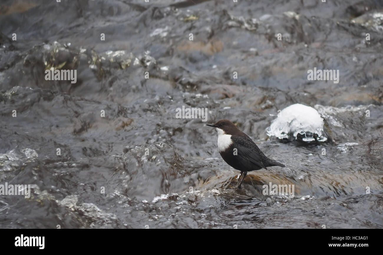 Dipper on the river in winter Stock Photo - Alamy
