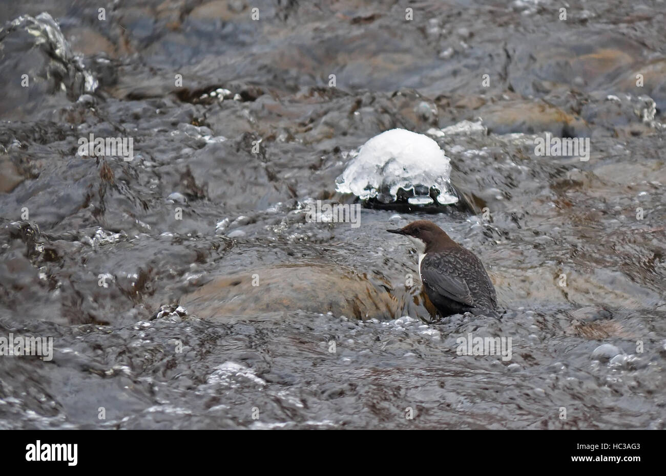 Dipper on the river in winter Stock Photo - Alamy