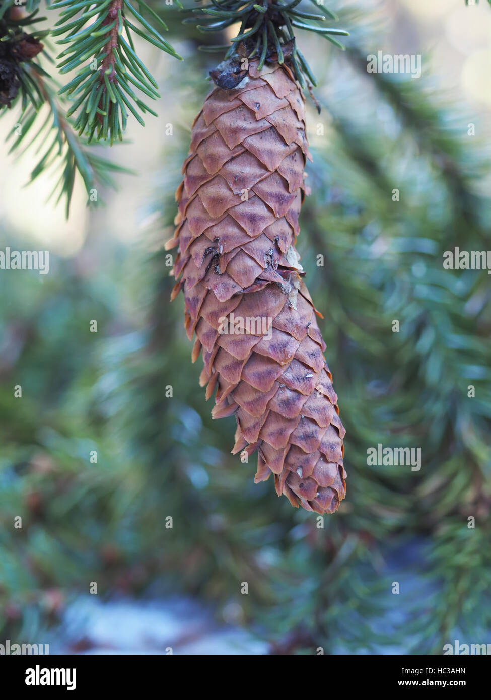 lump in the woods Stock Photo - Alamy