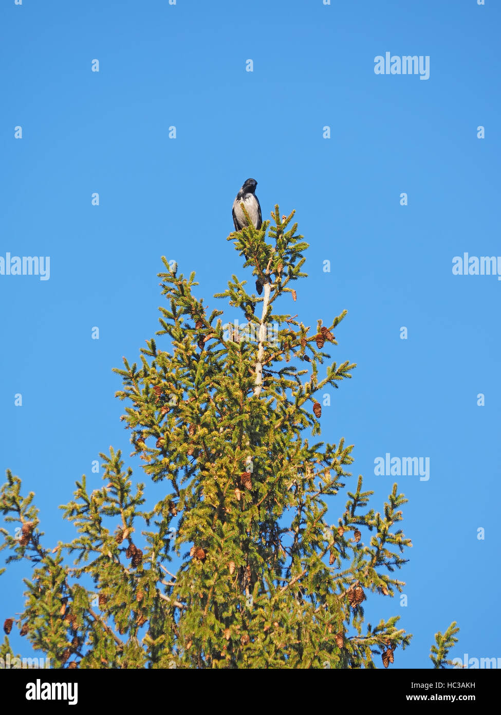 Crow on the tree Stock Photo - Alamy