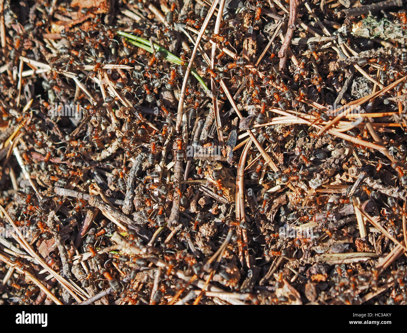 ants in an anthill Stock Photo - Alamy