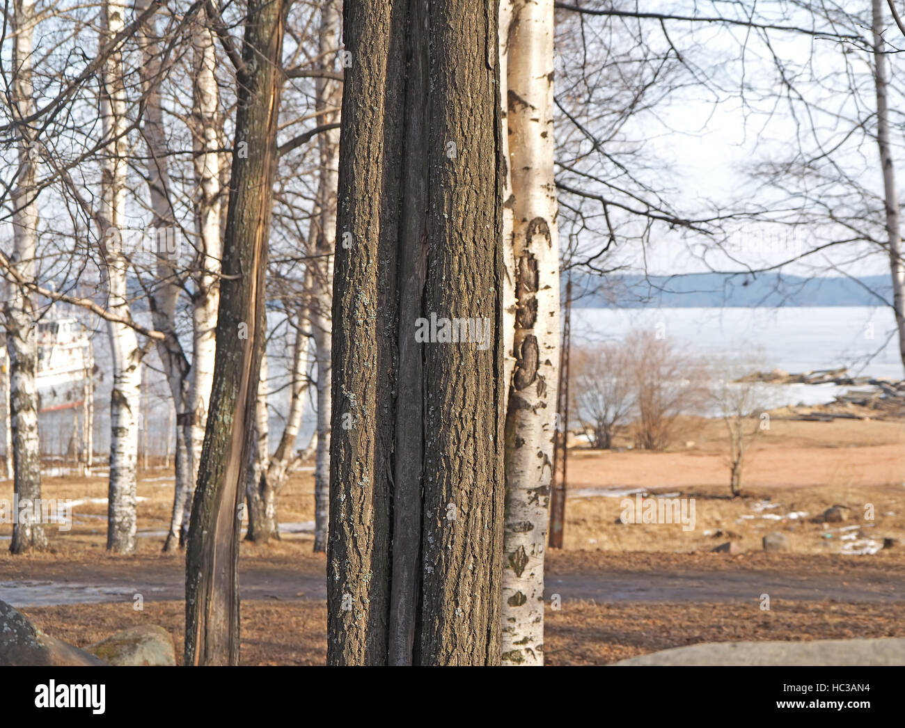 linden tree trunk in the park Stock Photo - Alamy