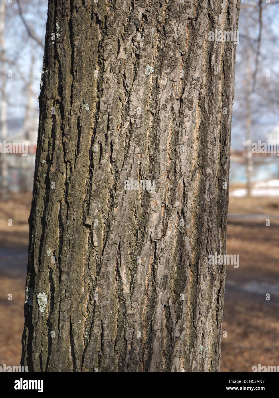 linden tree trunk in the park Stock Photo - Alamy