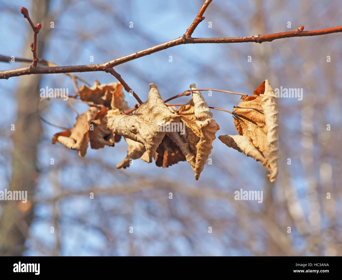 old leaves on the tree Stock Photo - Alamy