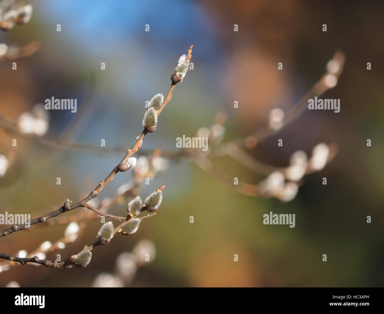 willow twigs in the forest Stock Photo - Alamy