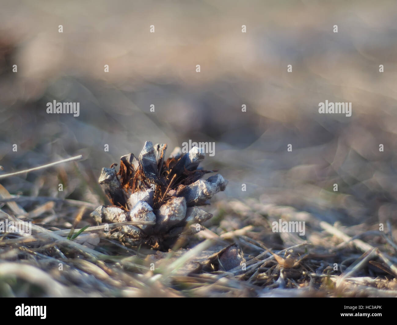 lump in the woods Stock Photo - Alamy
