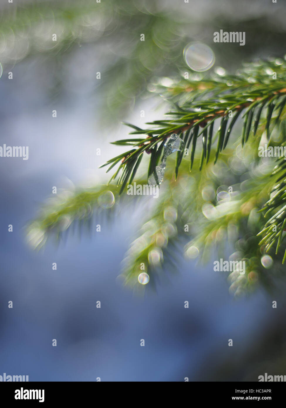 sprig of fir Stock Photo - Alamy
