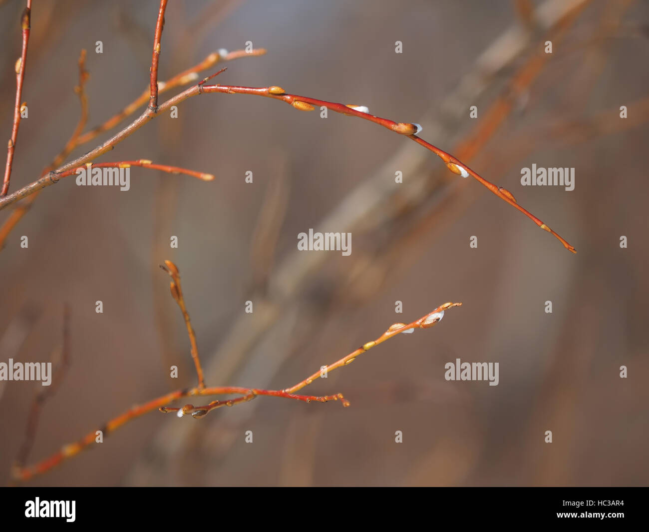 willow twigs in the forest Stock Photo - Alamy