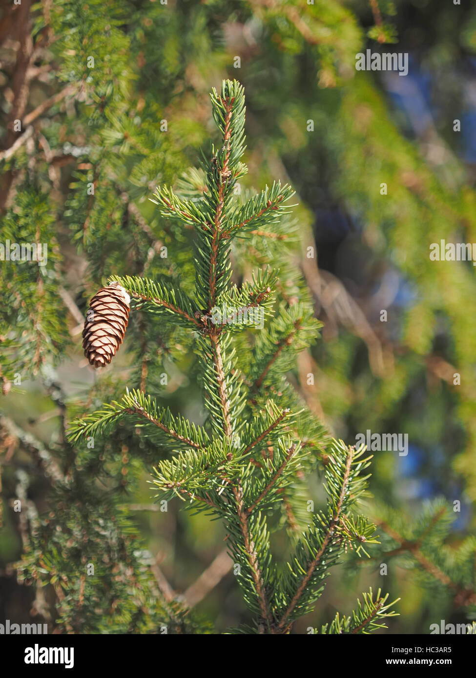lump in the woods Stock Photo - Alamy