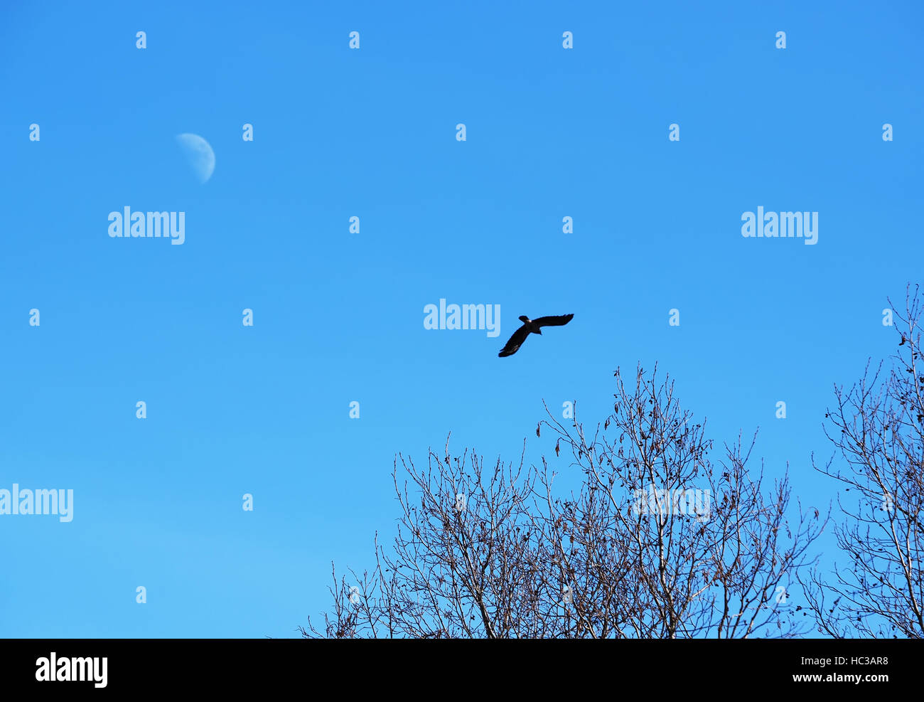 Raven in full moon hi-res stock photography and images - Alamy