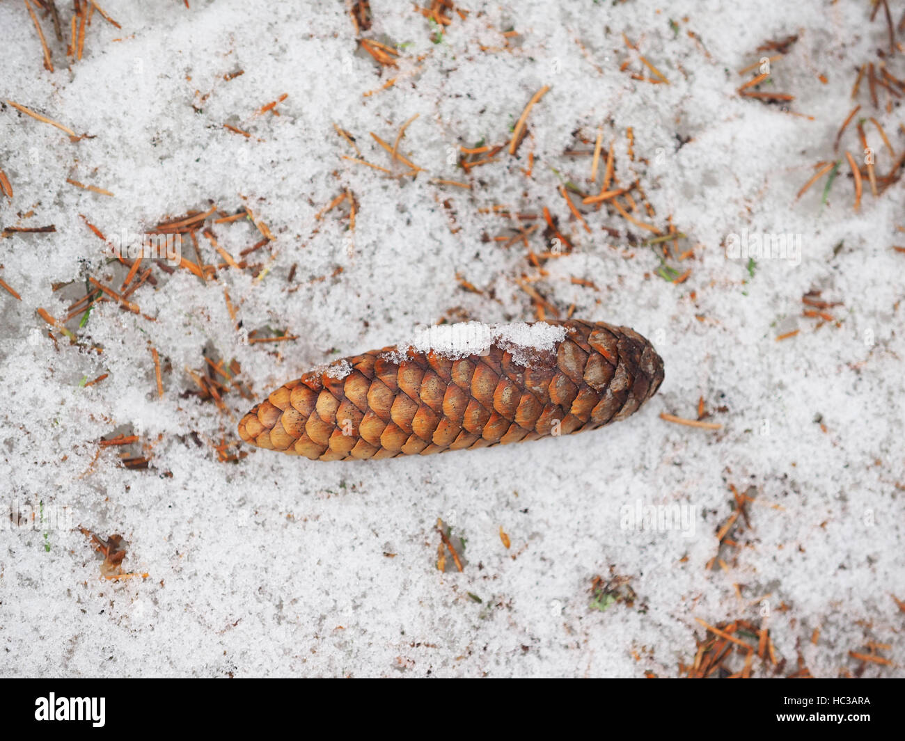 lump in the woods Stock Photo - Alamy