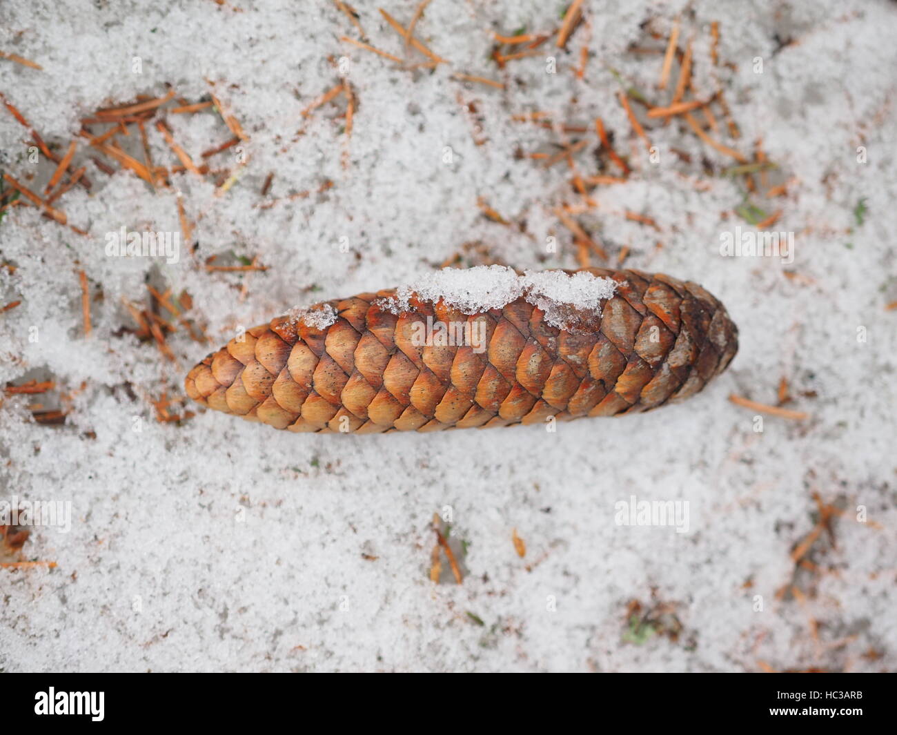 lump in the woods Stock Photo - Alamy