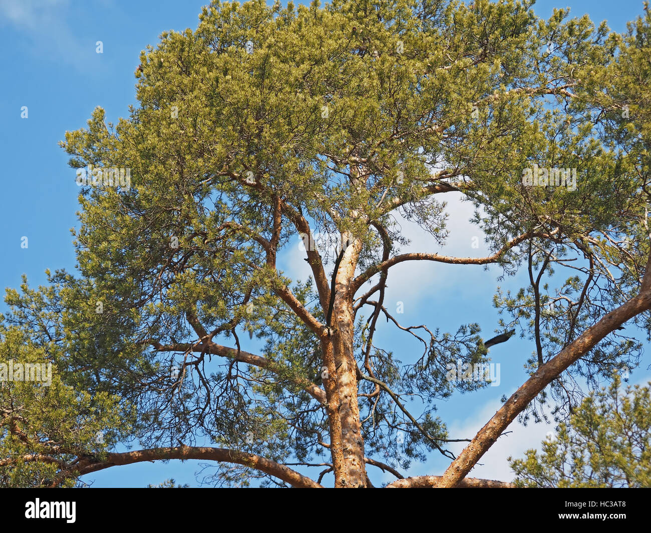 pine trees in the forest Stock Photo - Alamy