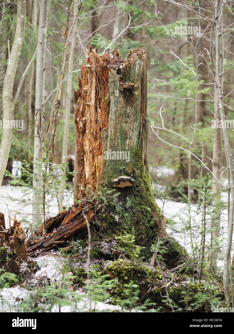 Old tree stump Stock Photo - Alamy
