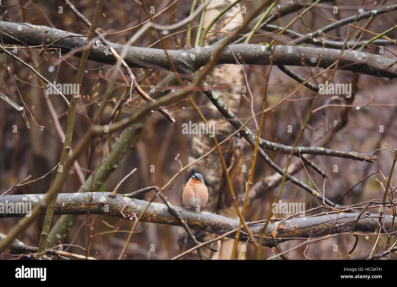 Finch on a tree Stock Photo - Alamy