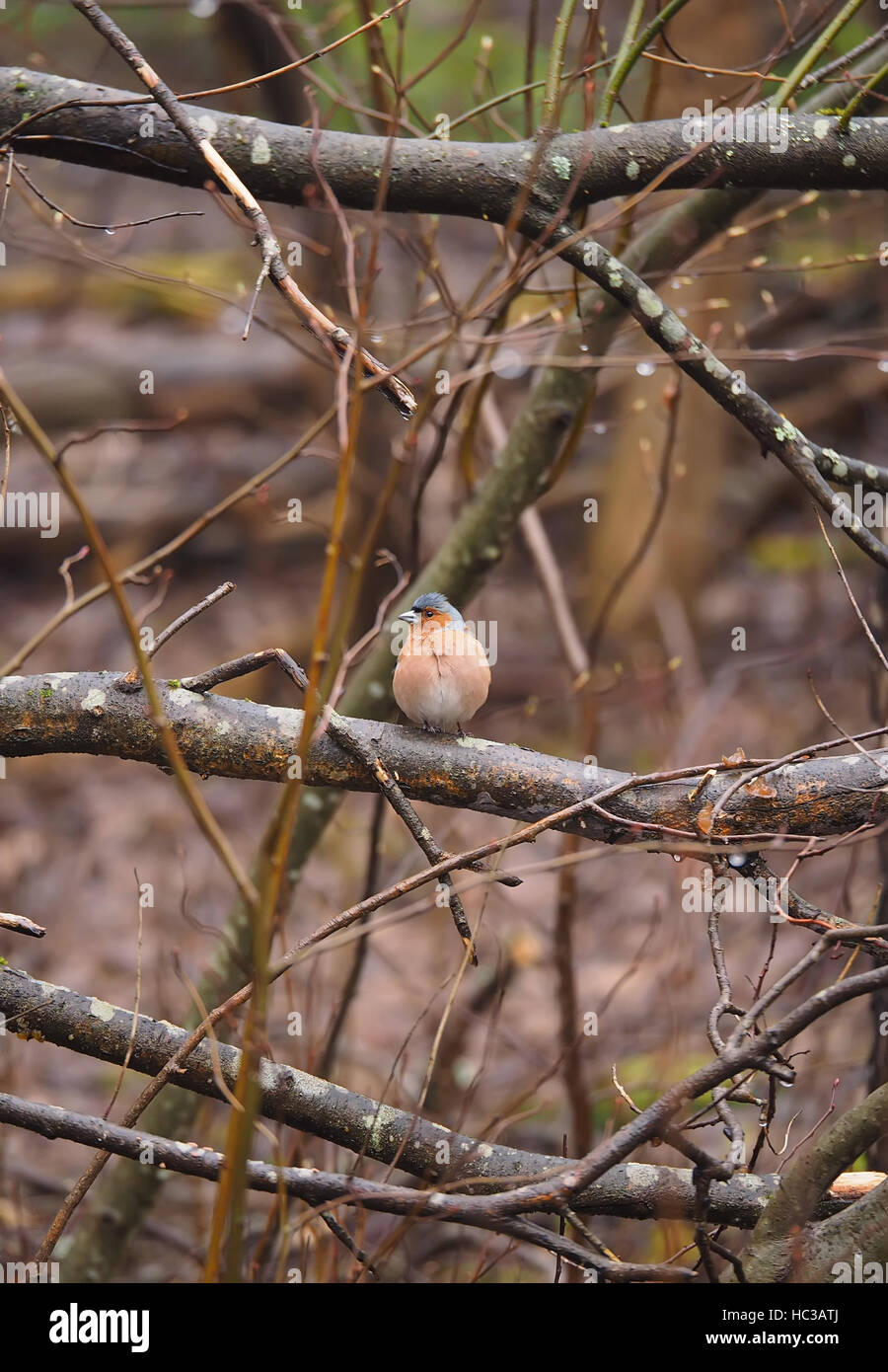 Finch on a tree Stock Photo - Alamy