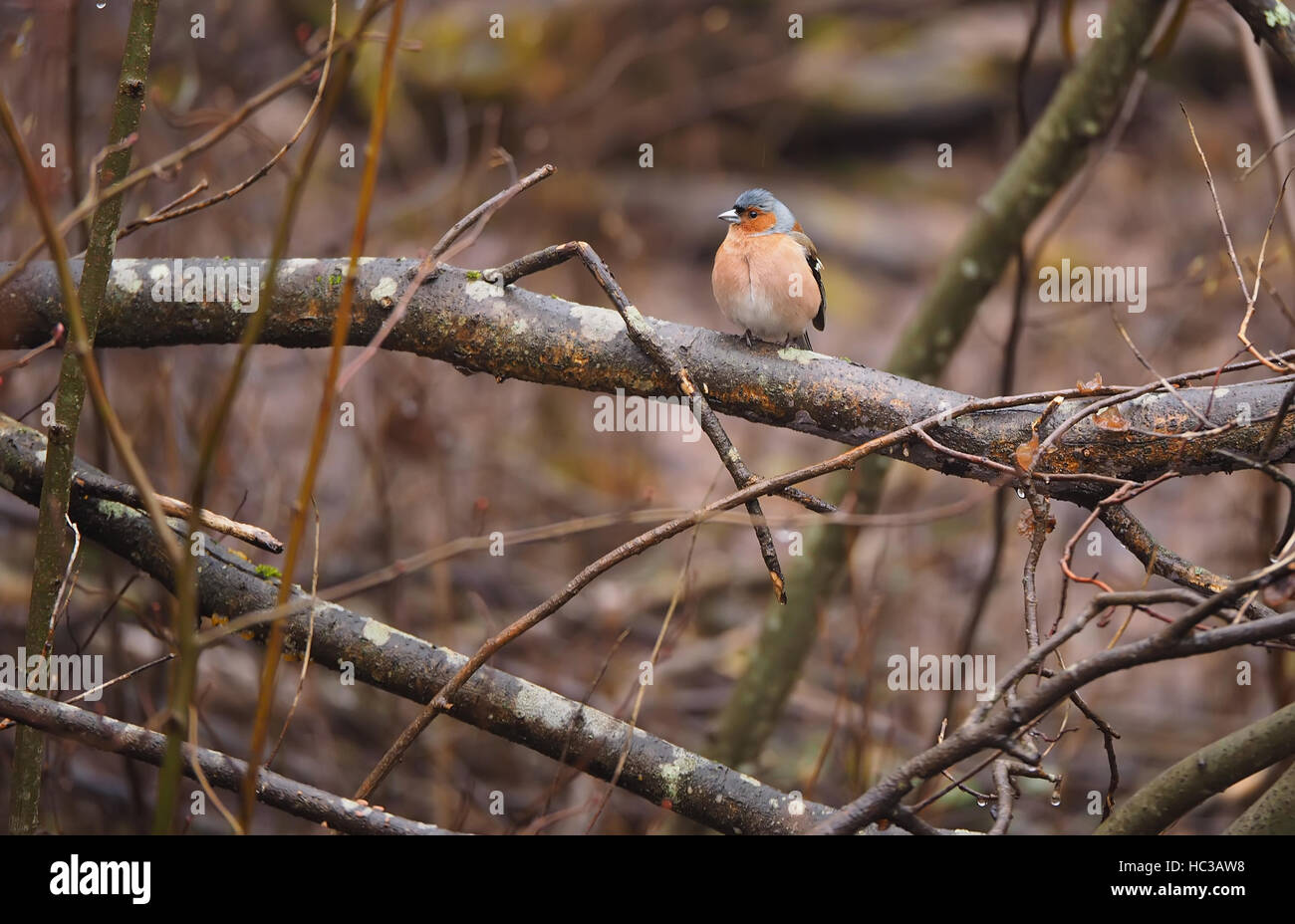 Finch on a tree Stock Photo - Alamy