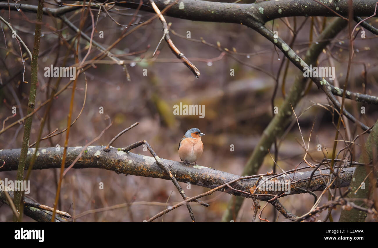 Finch on a tree Stock Photo - Alamy