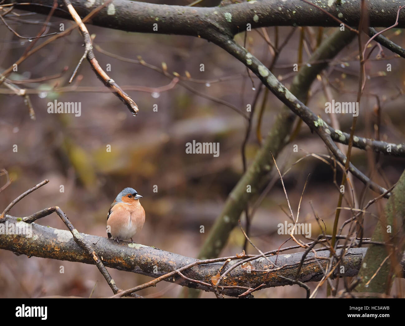 Finch on a tree Stock Photo - Alamy