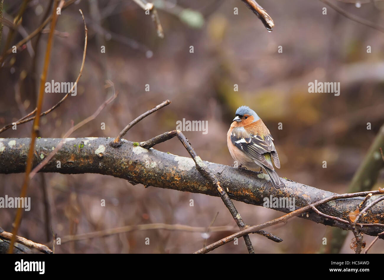 Finch on a tree Stock Photo - Alamy