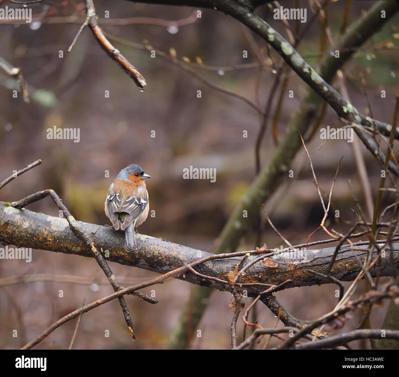 Finch on a tree Stock Photo - Alamy